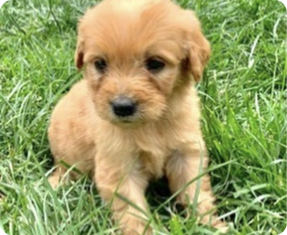 About – Poop Dog